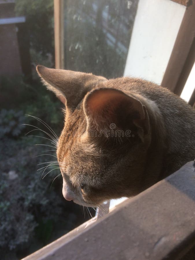 Caty kitty stock image. Image of enjoying, caty, nature - 85055923