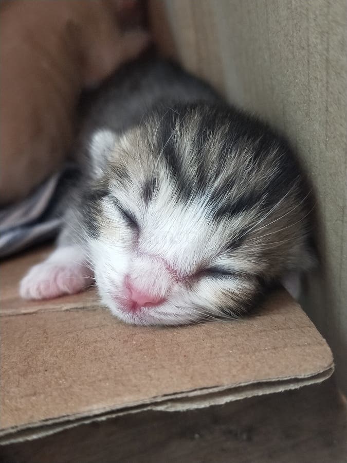 Caty new born stock photo. Image of caty, jakarta, born - 229937854