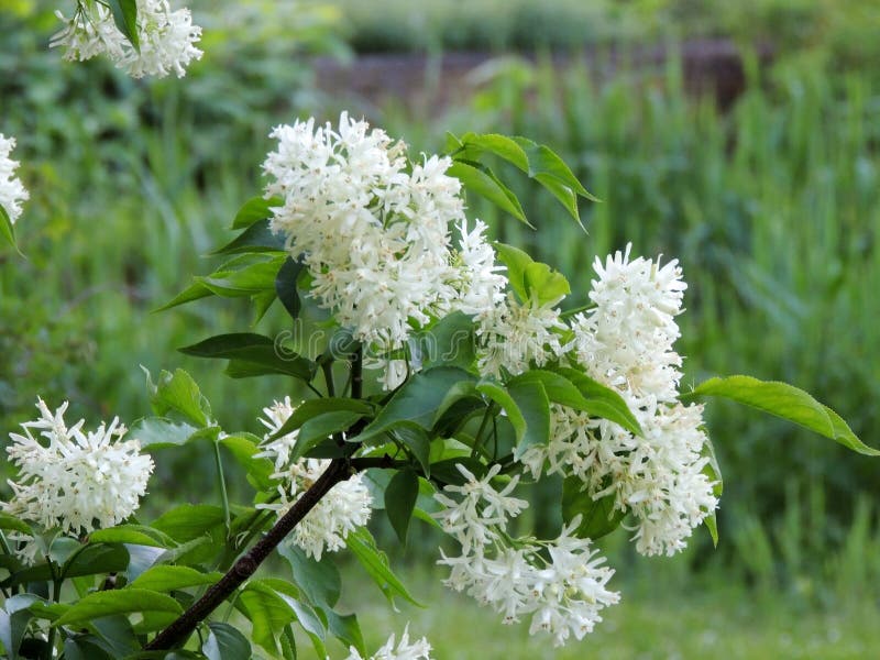 Caucasian Bladdernut or Colchis Bladdernut Stock Image - Image of ...