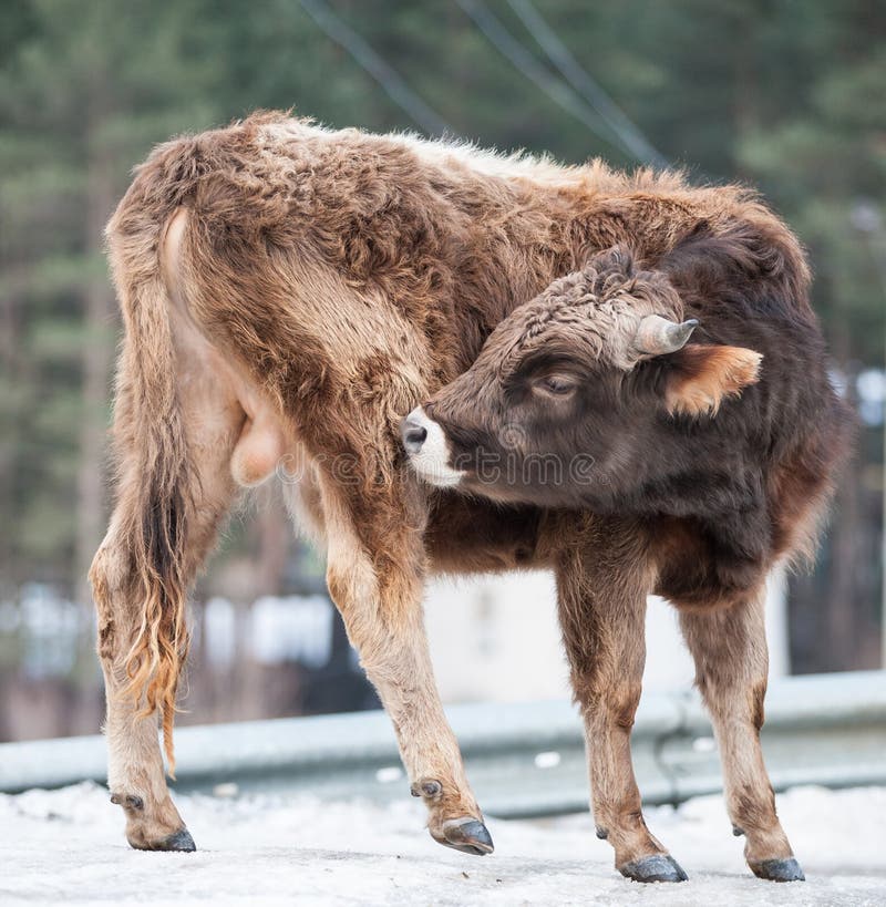 Caucasian calf stock photo. Image of green, close, animals - 44606454