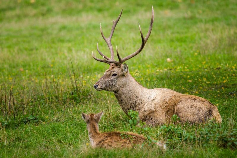 Caucasian Deer in a Meadow with a Small Stock Photo - Image of small ...
