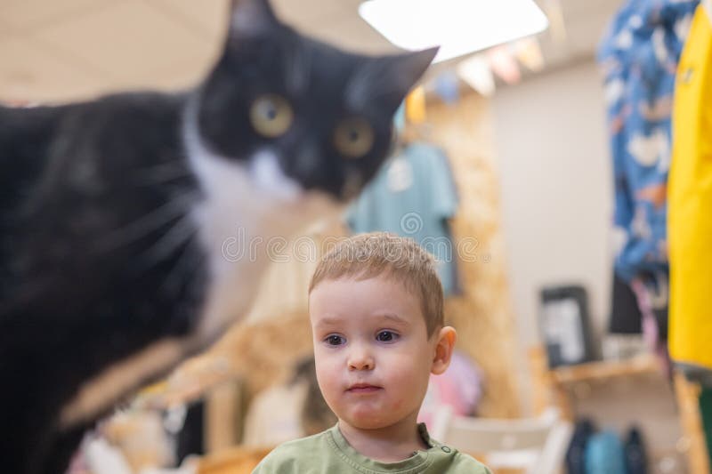 Caucasian Little Boy in a Cat Cafe. Stock Image - Image of cafe ...