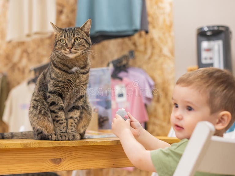 Caucasian Little Boy in a Cat Cafe. Stock Photo - Image of whisker ...