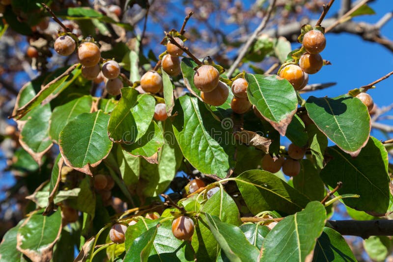 Caucasian persimmon tree stock image. Image of fresh - 29557439