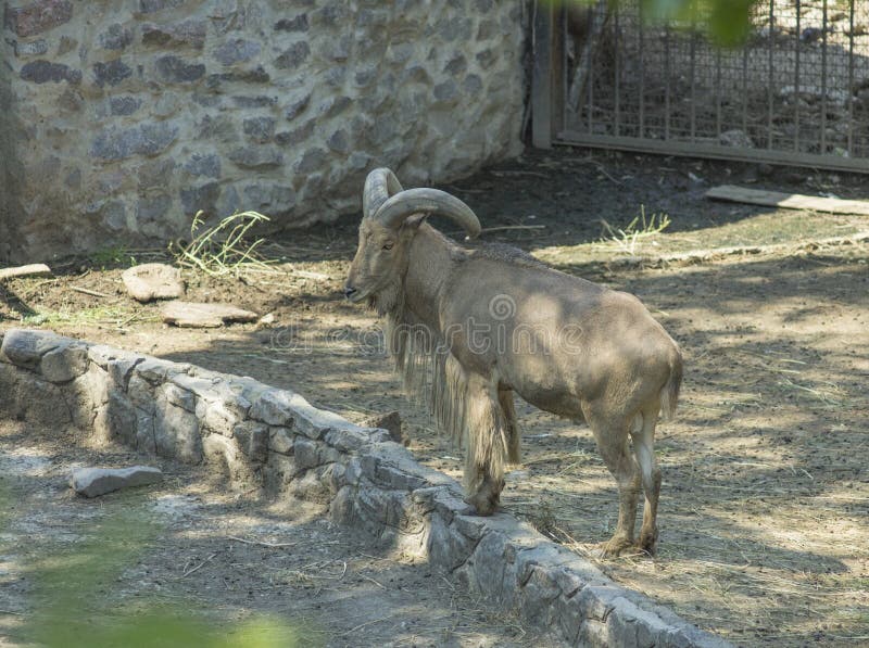 Caucasian sheep stock photo. Image of mountain, nature - 44096134
