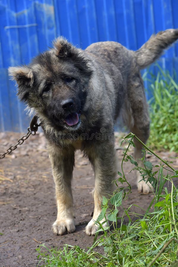 Caucasian Shepherd Dog stock photo. Image of circassian - 76699136