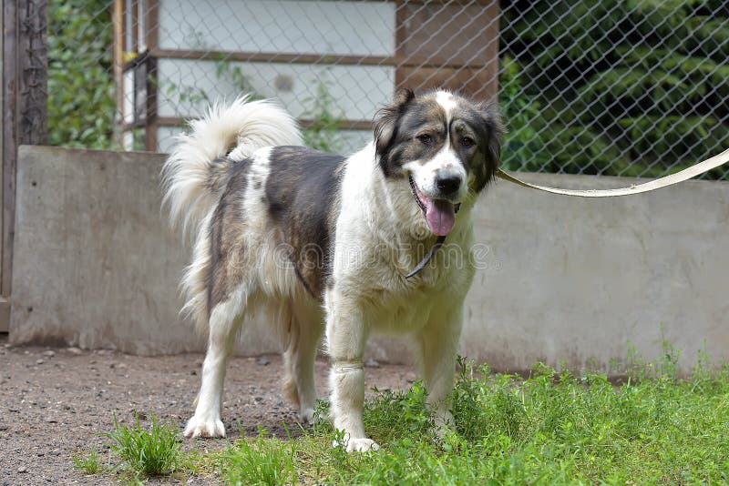 Caucasian Shepherd Dog stock image. Image of circassian - 76699307