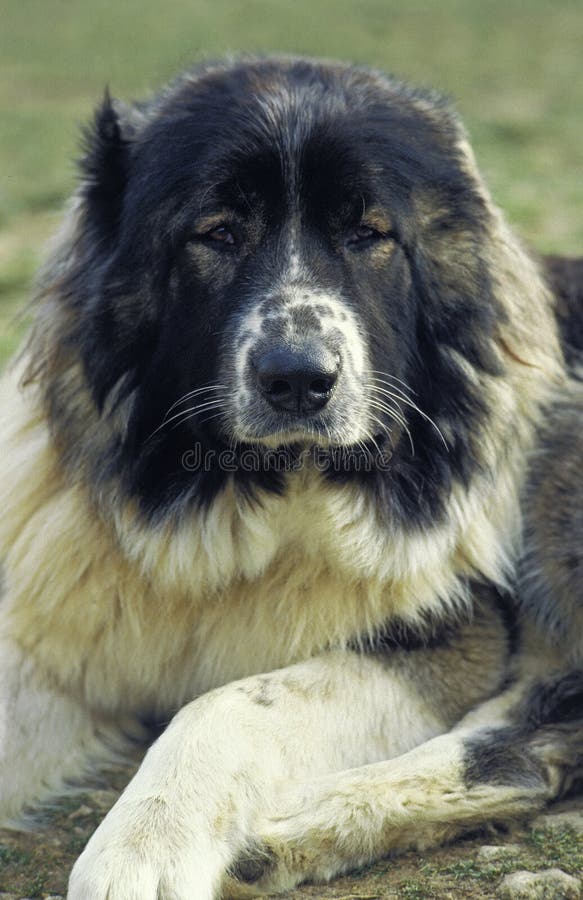 Caucasian Shepherd Dog, Breed from Russia Stock Image - Image of ...