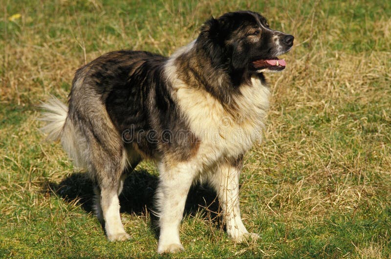 Caucasian Shepherd Dog, Breed from Russia Stock Image - Image of ...