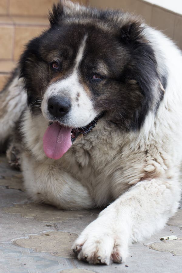 Angry Guard Dog Stock Photos - Download 1,795 Royalty Free Photos