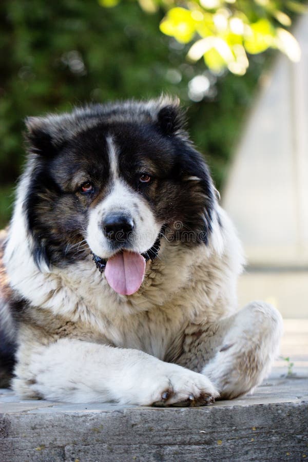 Angry Guard Dog Stock Photos - Download 1,795 Royalty Free Photos