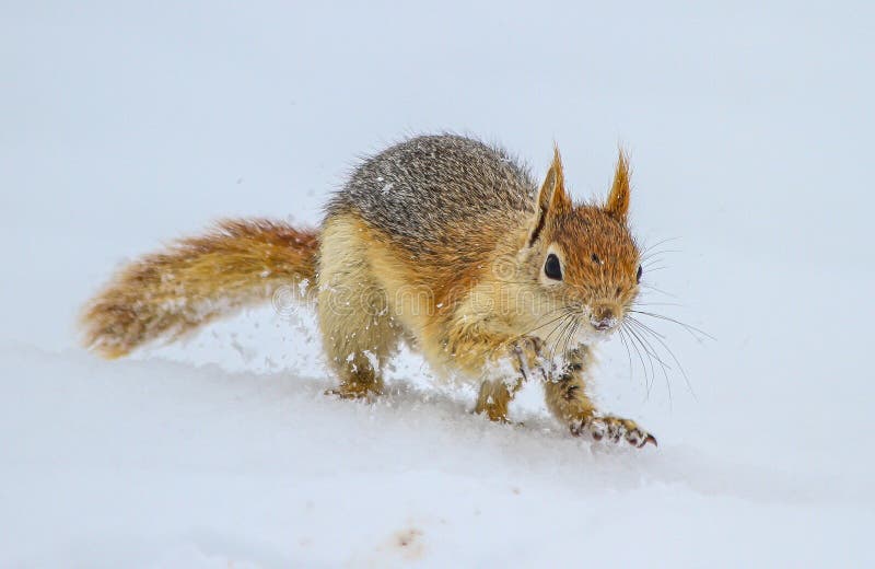 The Caucasian Squirrel (Sciurus Anomalus) Stock Image - Image of ...