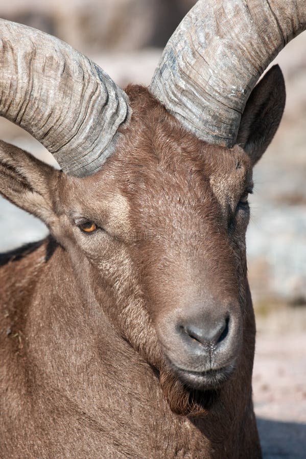 Caucasian Tur - (capra Cylindricornis) Stock Image - Image of male ...