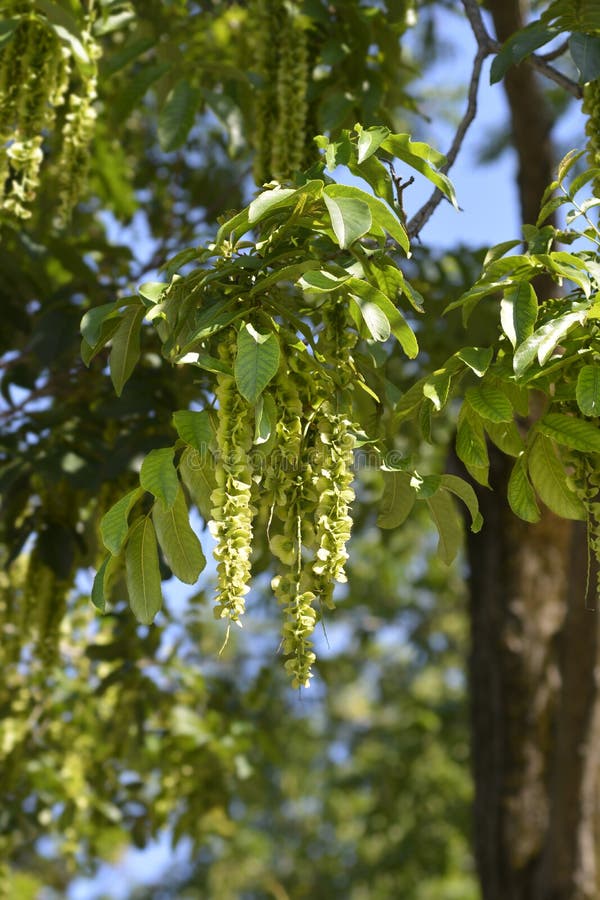 Caucasian wingnut stock photo. Image of wingnut, garden - 256223040