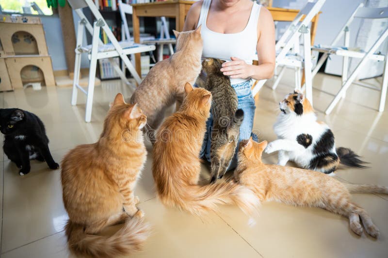 Caucasian Woman with Cats in a Cat Cafe. Stock Photo - Image of cafe ...