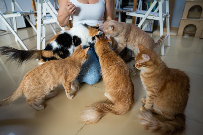 Caucasian Woman with Cats in a Cat Cafe. Stock Photo - Image of meow ...