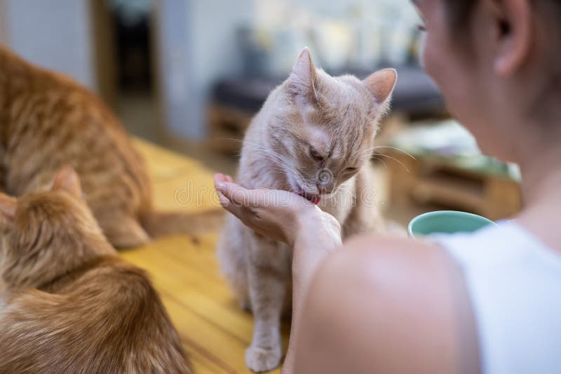 Caucasian Woman with Cats in a Cat Cafe. Stock Image - Image of ...