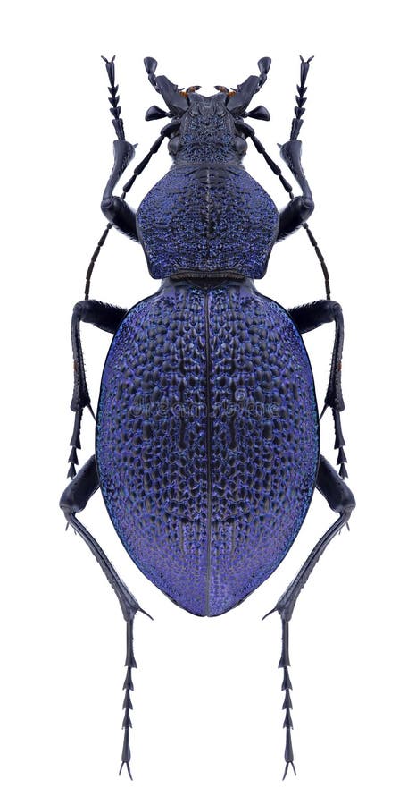 Pustulifer Do Pustulifer De Carabus Do Besouro Imagem de Stock - Imagem ...