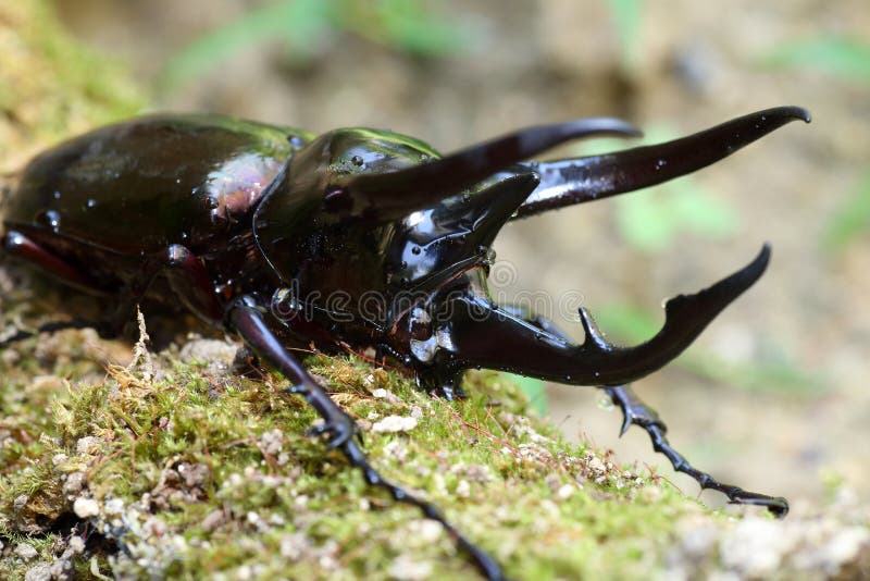 Chalcosoma Caucasus Stock Photos - Free & Royalty-Free Stock Photos ...