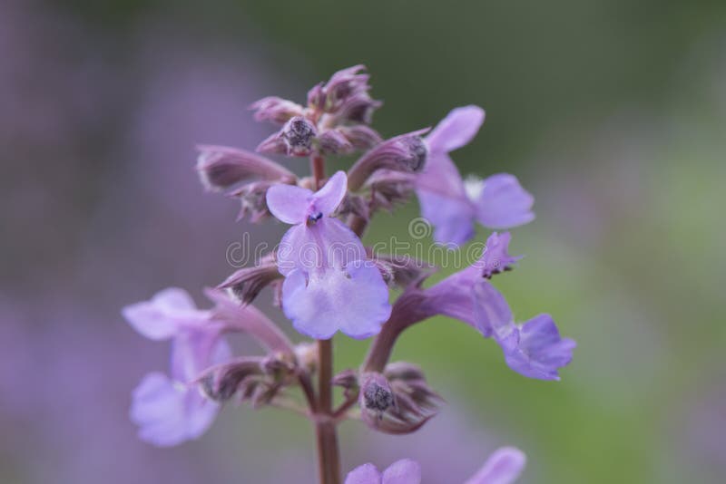 Caucasus Catmint, Flowers Close-up in Purple Stock Image - Image of ...