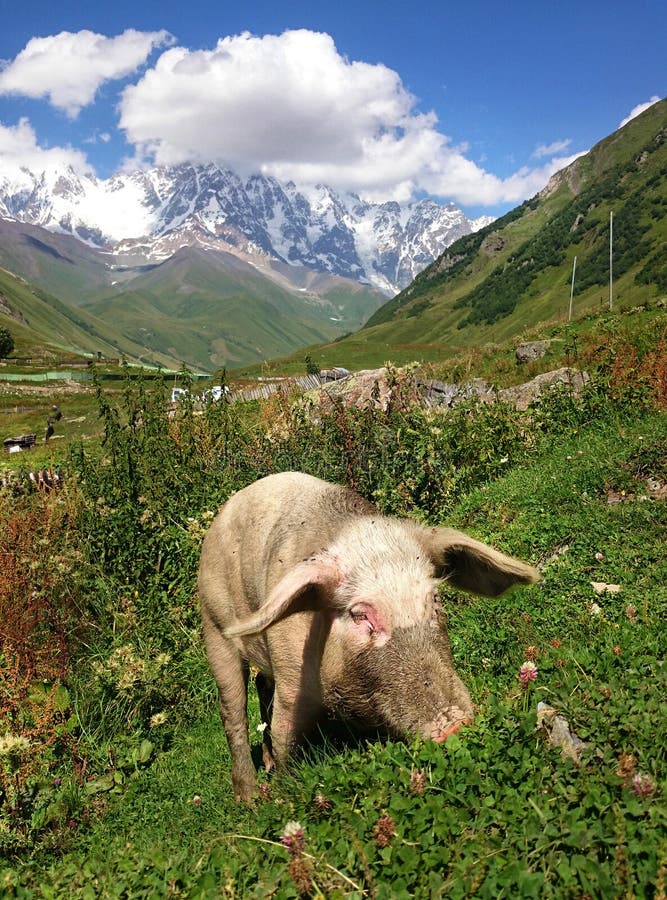 Mountain Pig stock image. Image of touch, season, thailand - 14748951