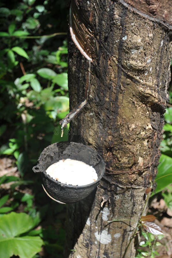 Caucho natural foto de archivo. Imagen de escape, selva - 23076604