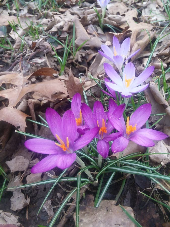 Caucus Flower stock image. Image of flower, fall, purple - 111276737