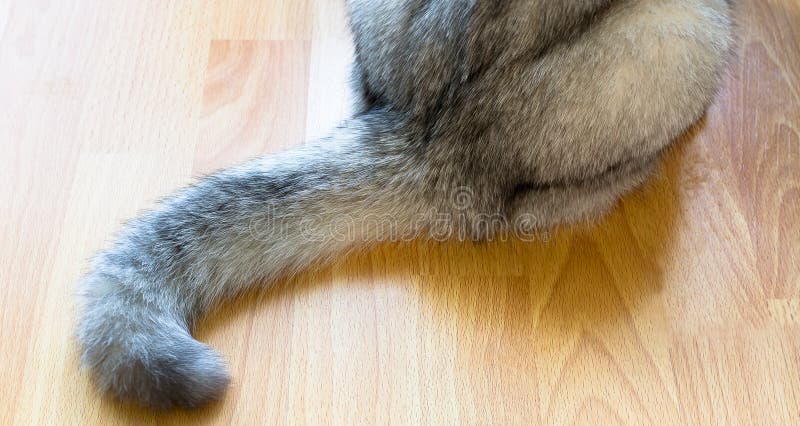 Cauda de gatos-do-gato foto de stock. Imagem de exterior - 200996484
