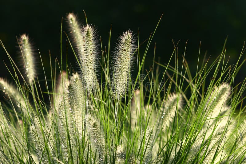 Rabo de Gato Leve imagem de stock. Imagem de jardim, feno - 5377269