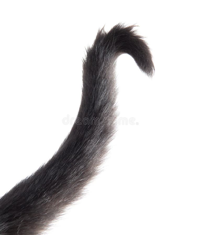 A cauda de um gato imagem de stock. Imagem de animais - 172655843