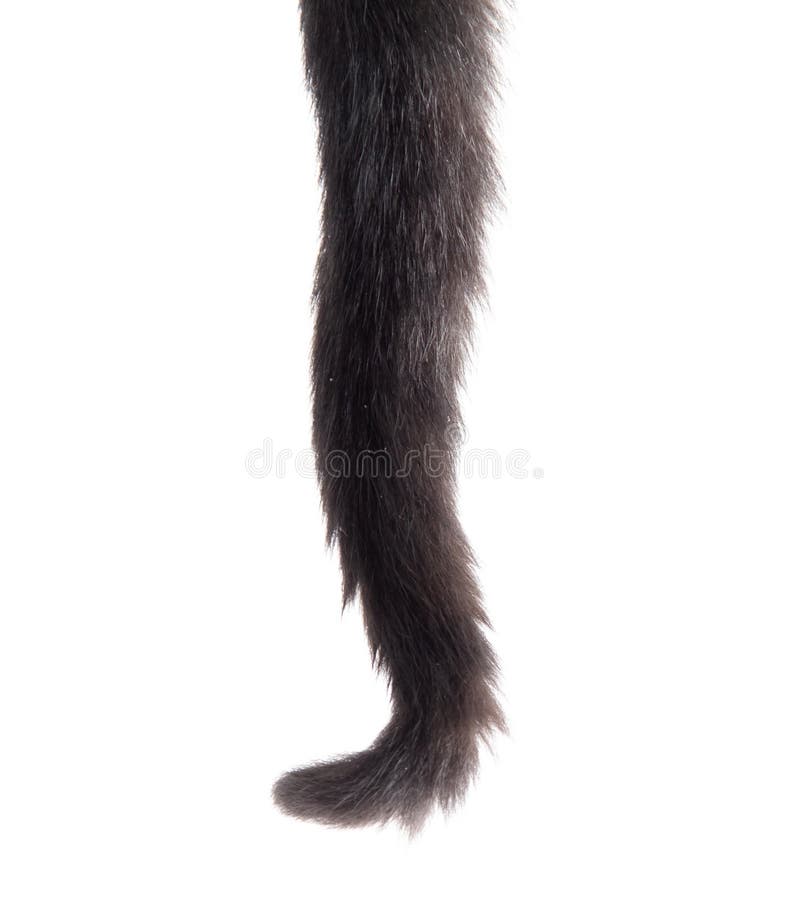 Cauda De Gato Preto Isolada Em Branco Foto de Stock - Imagem de corpo ...
