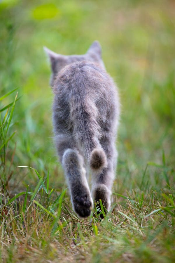 A cauda de um gato imagem de stock. Imagem de animais - 173301753