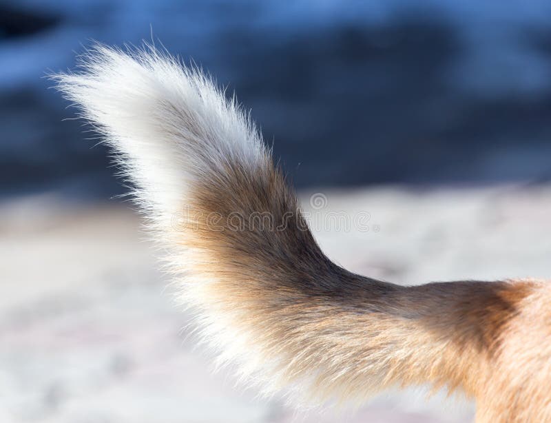 Gato da cauda longa foto de stock. Imagem de gato, tabuleiro - 7198940
