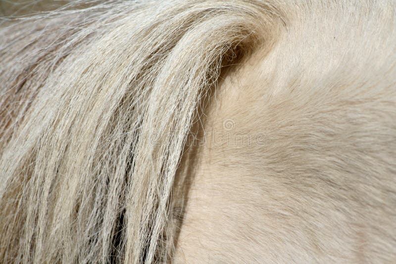 Cauda do cavalo foto de stock. Imagem de fundo, animal - 1063902