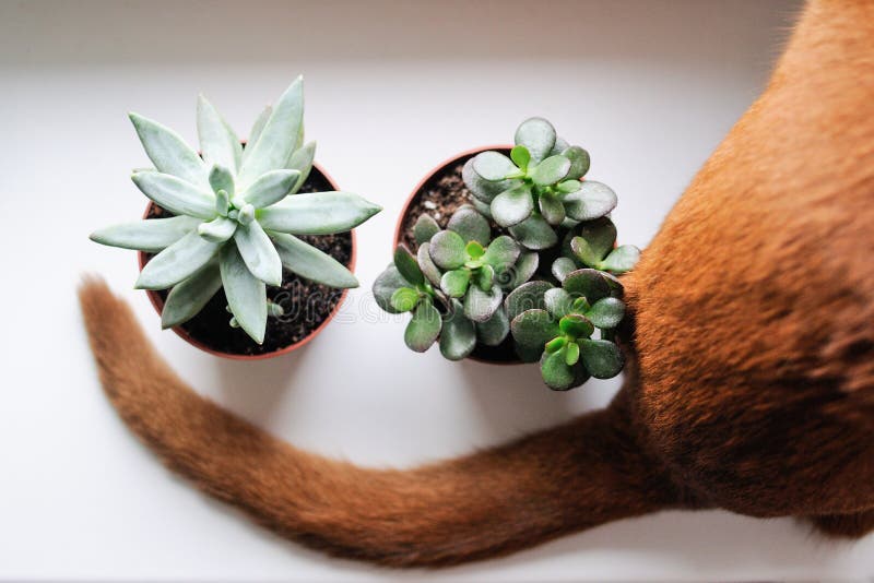 Cauda Do Gato Abyssinian Com Urze E Plantas Carnudas Na Soleira Imagem ...