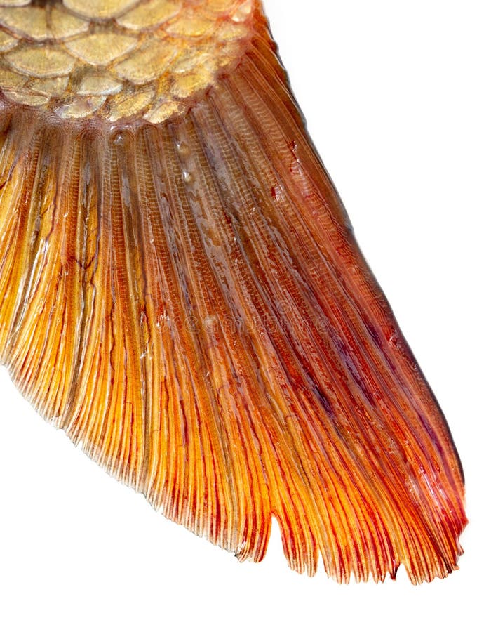 Cauda Dos Peixes Da Carpa Isolados No Fundo Branco Imagem de Stock ...