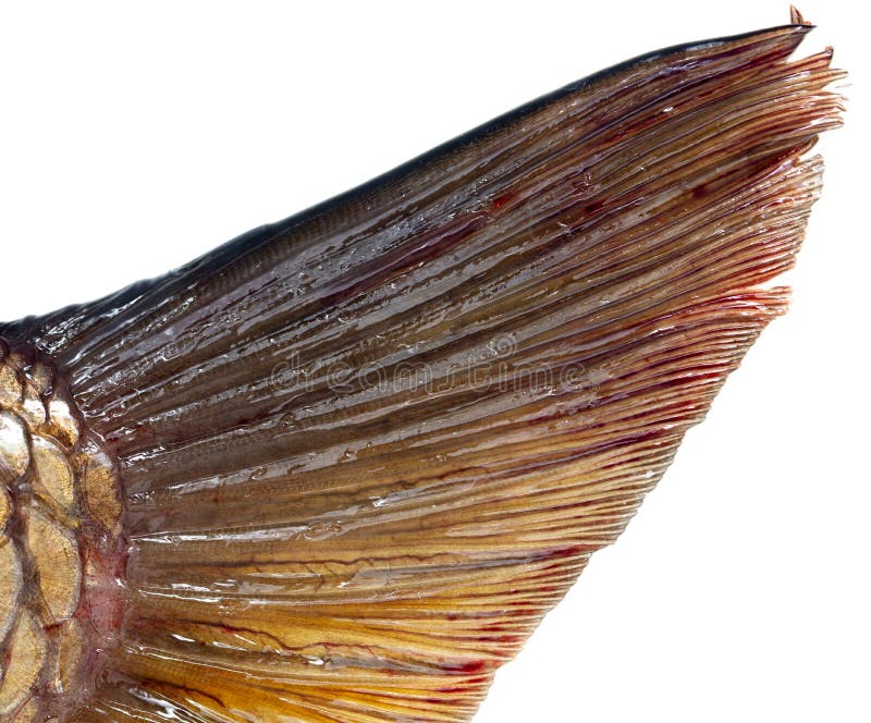 Cauda Dos Peixes Da Carpa Isolados No Fundo Branco Imagem de Stock ...