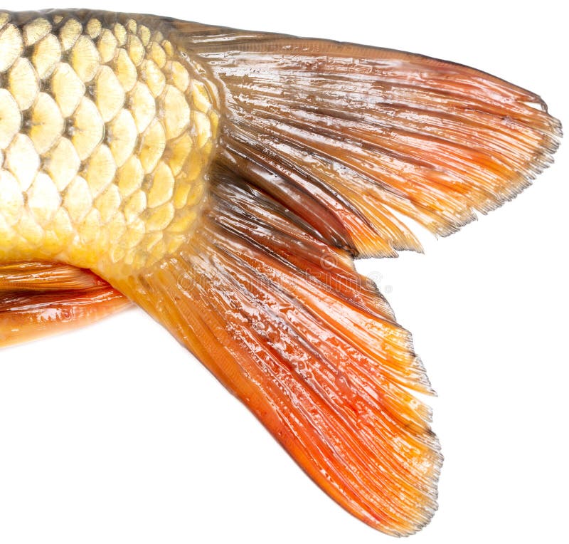 Cauda Dos Peixes Da Carpa Isolados No Fundo Branco Imagem de Stock ...