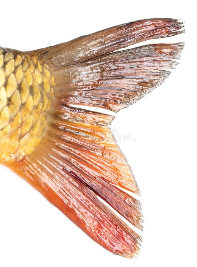 Cauda Dos Peixes Da Carpa Isolados No Fundo Branco Imagem de Stock ...