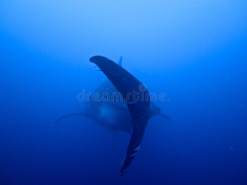 A Cauda Dos Peixes Os Mais Grandes Do Mundo Foto de Stock - Imagem de ...