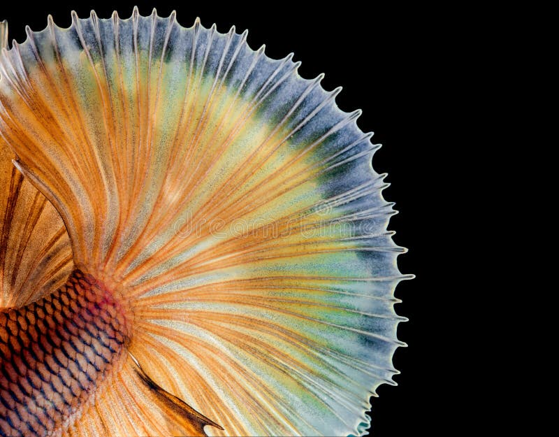 Cauda Bonita Macro De Peixes Vermelhos Imagem de Stock - Imagem de ...