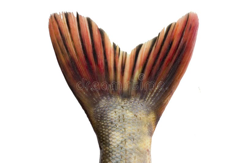 Caudal fin stock photo. Image of ocean, protein, seafood - 3568598