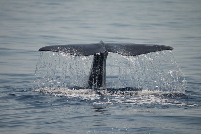 Caudal Fin of a Sperm Whale in the Ligurian Sea. Stock Photo - Image of ...