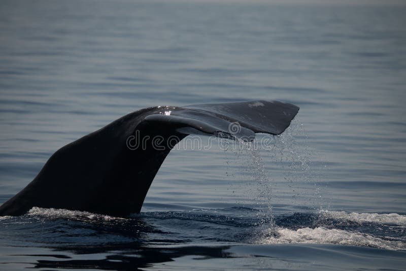 Caudal Fin of a Sperm Whale in the Ligurian Sea. Stock Photo - Image of ...