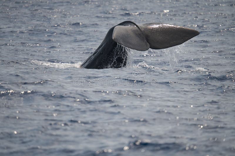 Caudal Fin of a Sperm Whale in the Ligurian Sea. Stock Photo - Image of ...