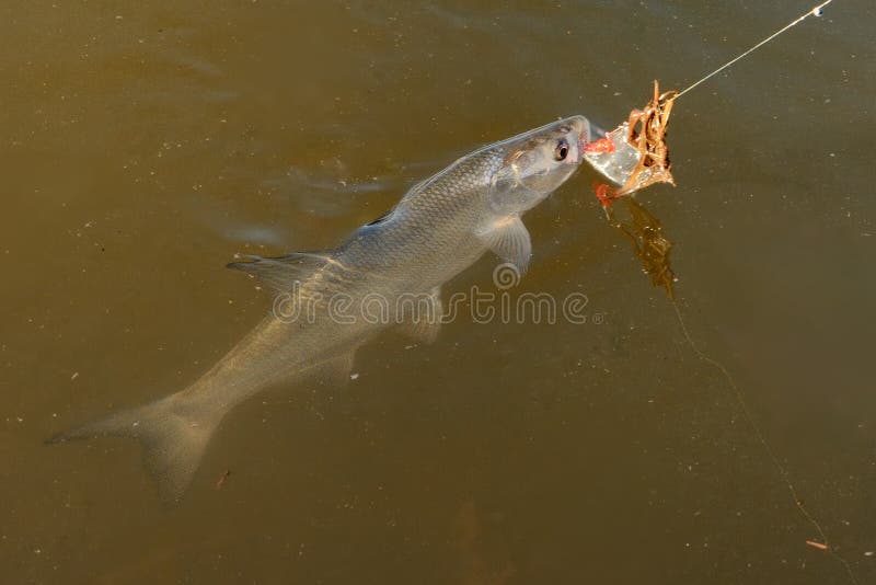 Caught Asp Leuciscus Aspius Stock Image - Image of outdoor, freshwater ...
