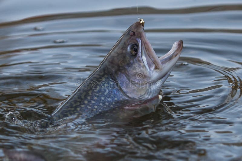 Caught stock photo. Image of caught, water, flip, fish - 52553324
