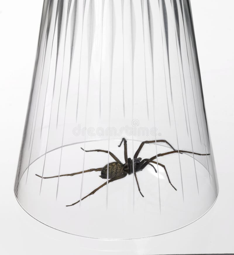Caught Big Spider Under a Drinking Glass Stock Photo - Image of animal ...