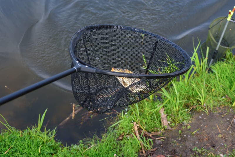 Caught Carp in Fishing Net. Trophy Stock Photo - Image of hobby, scale ...