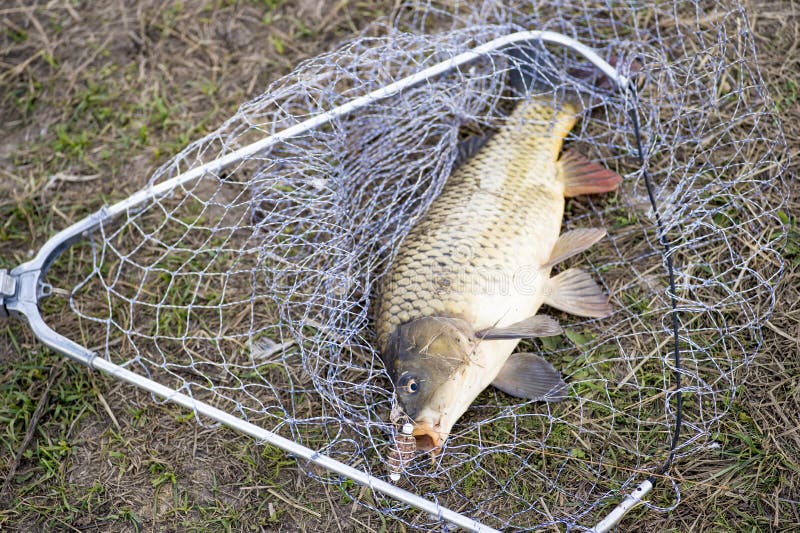 Caught Carp on the Shore in the Net in the Autumn. Background Stock ...